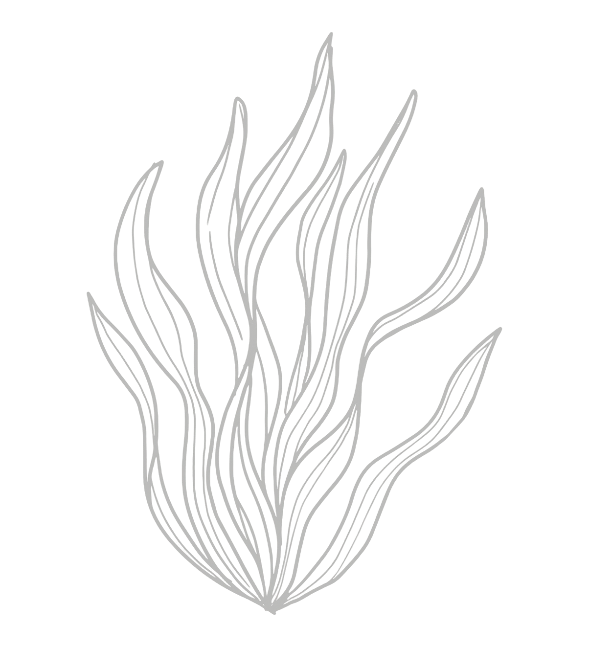 hand-drawn-seaweed-drawing-illustration – De Vluchthaven